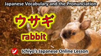 How to say “rabbit" in Japanese | ウサギ (うさぎ、usagi) | Ichiyo's Japanese ...