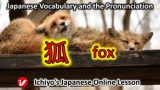 How to say “fox." in Japanese | 狐 (きつね、キツネ、kitsune) | Ichiyo's Japanese ...