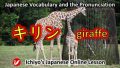 How to say “giraffe" in Japanese | キリン (きりん、kirin) | Ichiyo's Japanese ...