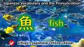 How to say “fish” in Japanese | 魚 (さかな、sakana) | Ichiyo's Japanese ...