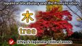How to say “tree” in Japanese | 木 (き、ki) | Ichiyo's Japanese Learning Site