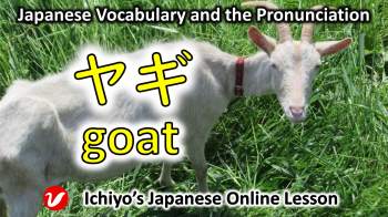 How to say “goat” in Japanese | 山羊 (やぎ、ヤギ、yagi) | Ichiyo's Japanese ...