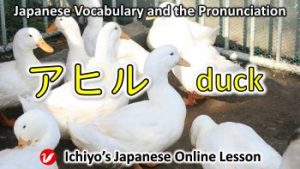 How to say “duck” in Japanese | アヒル (ahiru) | Ichiyo's Japanese ...