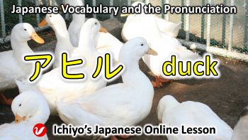 How to say “duck” in Japanese | アヒル (ahiru) | Ichiyo's Japanese ...