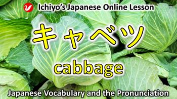 How to say “cabbage” in Japanese | キャベツ (kyabetsu) | Ichiyo's Japanese ...