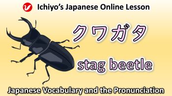 How to say “stag beetle” in Japanese | クワガタ (kuwagata) | Ichiyo's ...
